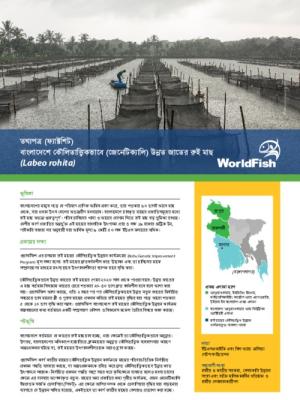 Labeo rohita | WorldFish