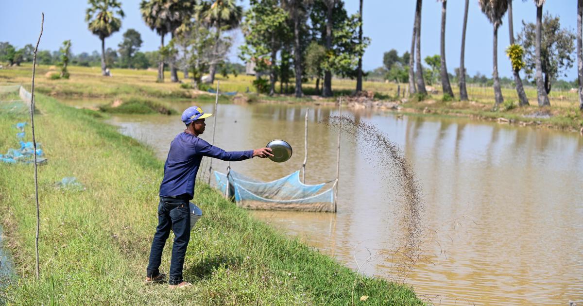 Developing sustainable fish feed for healthy people and planet | WorldFish