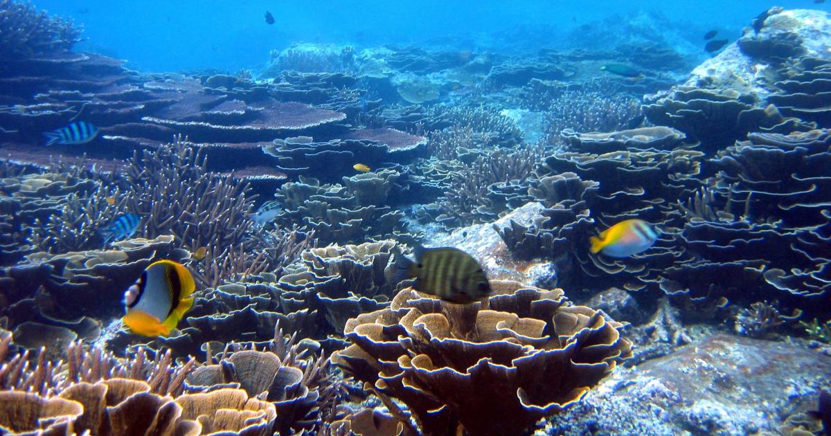 FishBase - SeaLifeBase Symposium | WorldFish