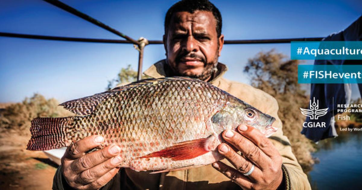 WorldFish HQ events: Tilapia Better Management Practices (BMPs) Guidelines Workshop | WorldFish